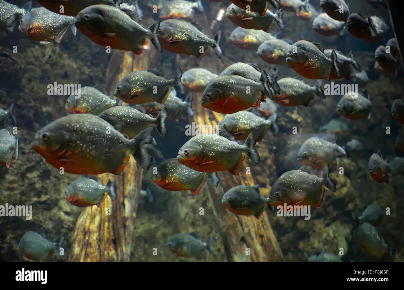Piranhas hi-res stock photography and images - Alamy