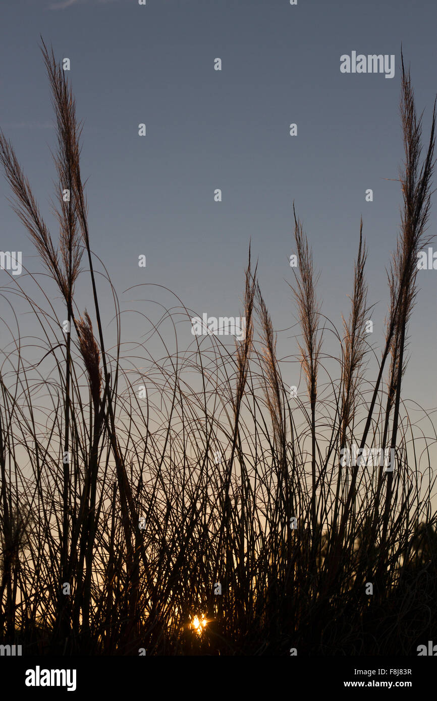 wild plants at sunset Stock Photo - Alamy
