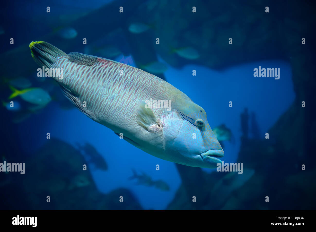 Fish With Big Lips Hi-res Stock Photography And Images, 59% OFF