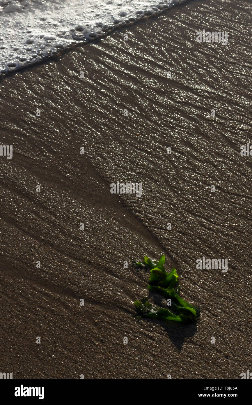 Algae in the sea shore Stock Photo - Alamy