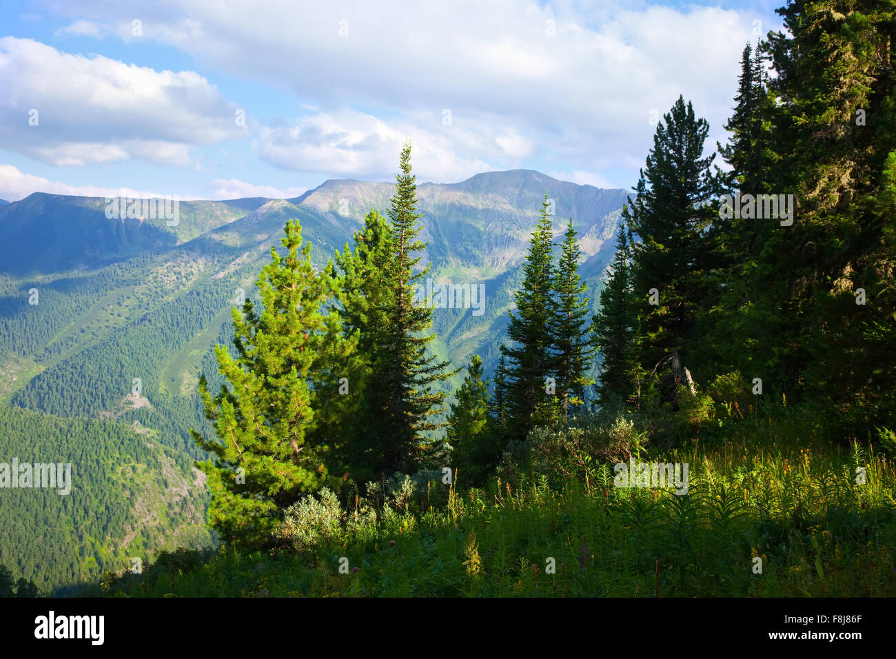 horizontal mountains landscape with forest. Altai, Suberia Stock Photo ...
