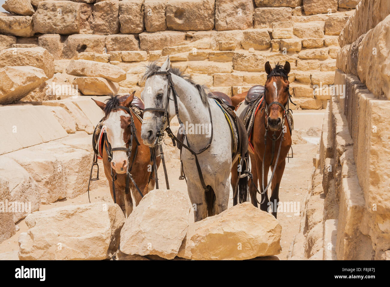 Three horses and pyramids of Giza in Egypt Stock Photo - Alamy