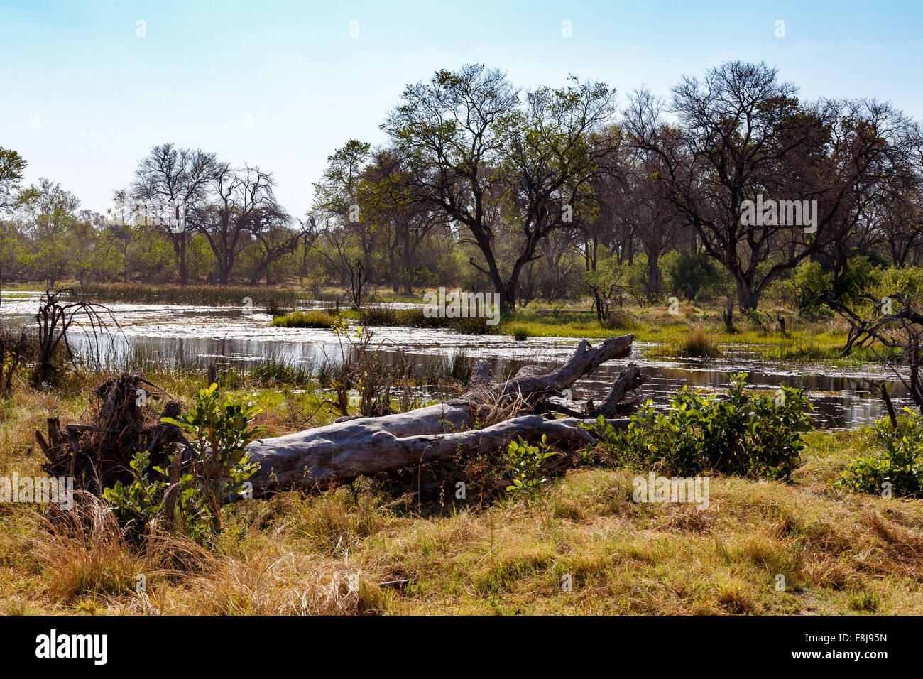 beautiful landscape in the Okavango swamps with water lilies, Okavango ...