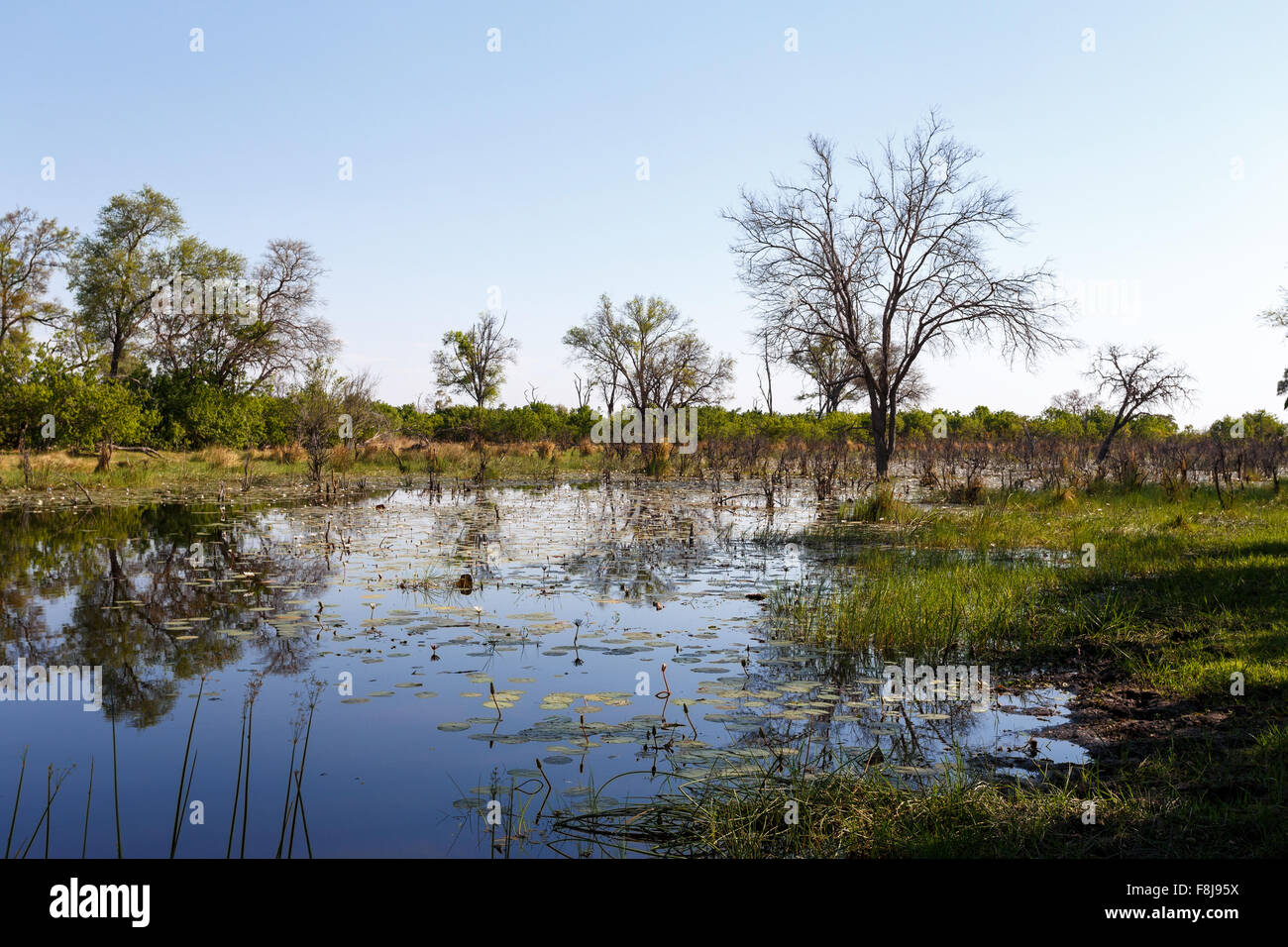 beautiful landscape in the Okavango swamps with water lilies, Okavango ...