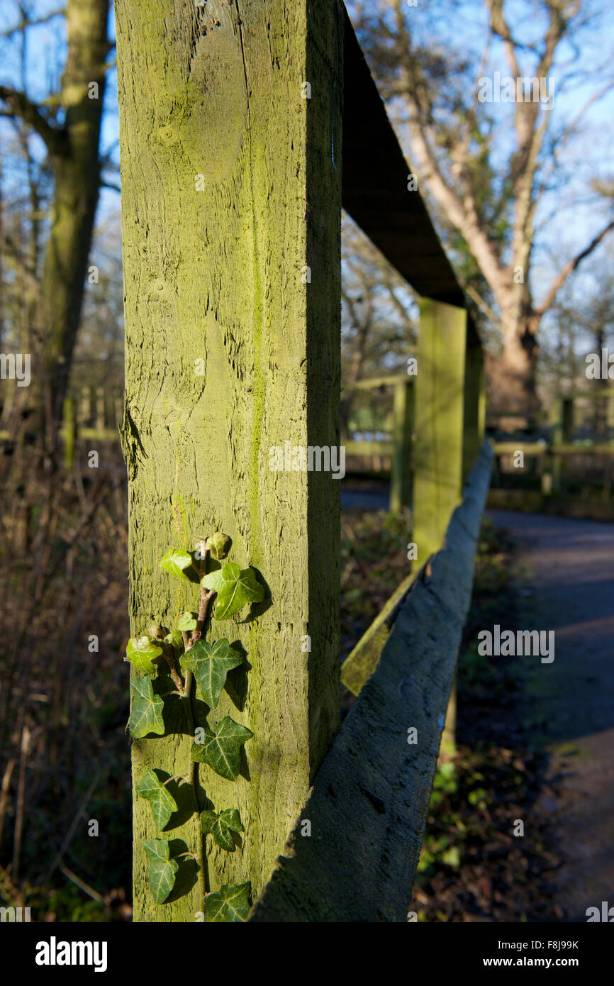 Ivy growing naturally on a fence post Stock Photo - Alamy