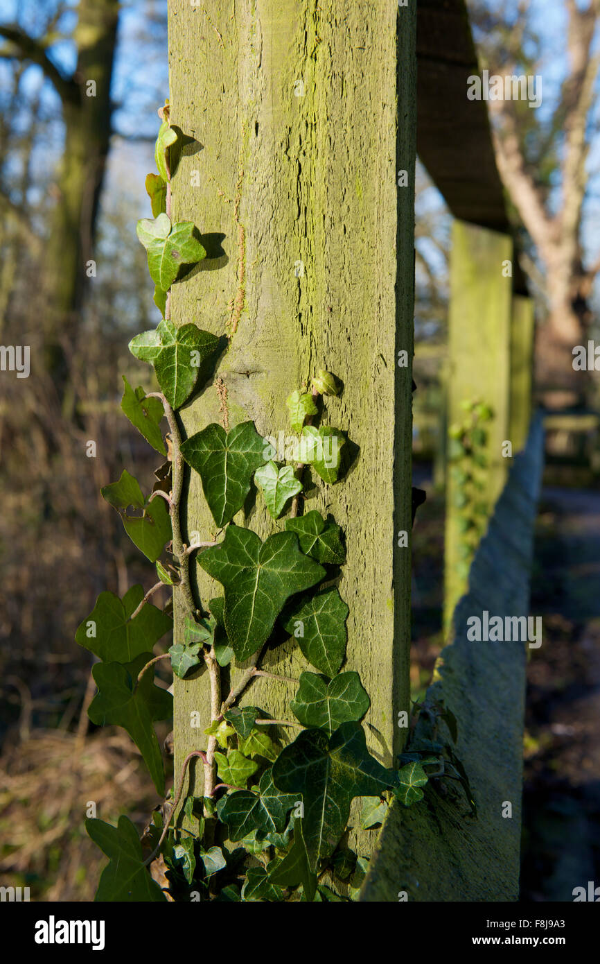 Ivy growing naturally on a fence post Stock Photo - Alamy