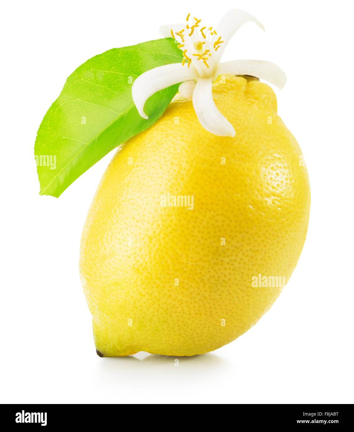 lemon with lemon flower and leaf isolated on the white background Stock ...