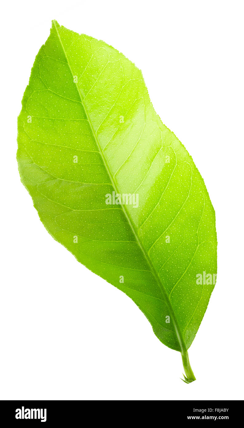 Lemon color background hi-res stock photography and images - Alamy