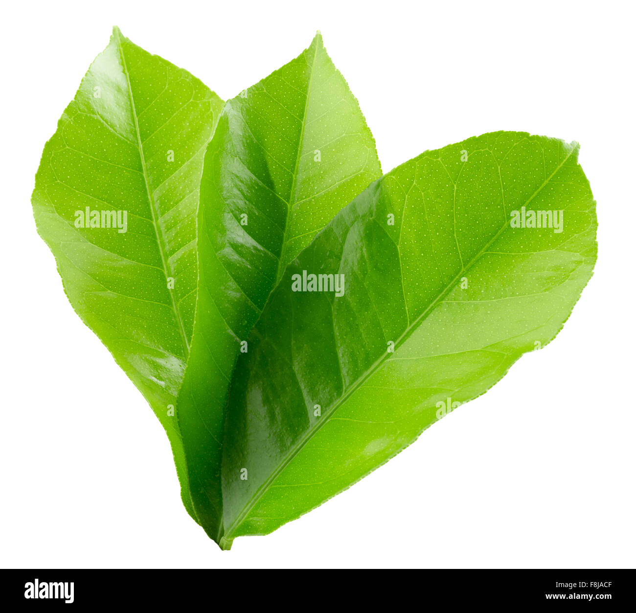 Lemon color background hi-res stock photography and images - Alamy