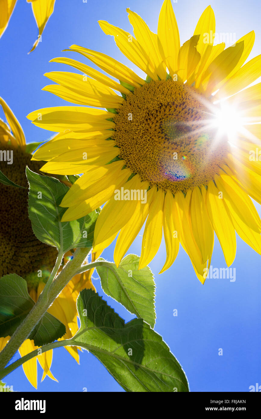 Flower single sky background hi-res stock photography and images - Alamy