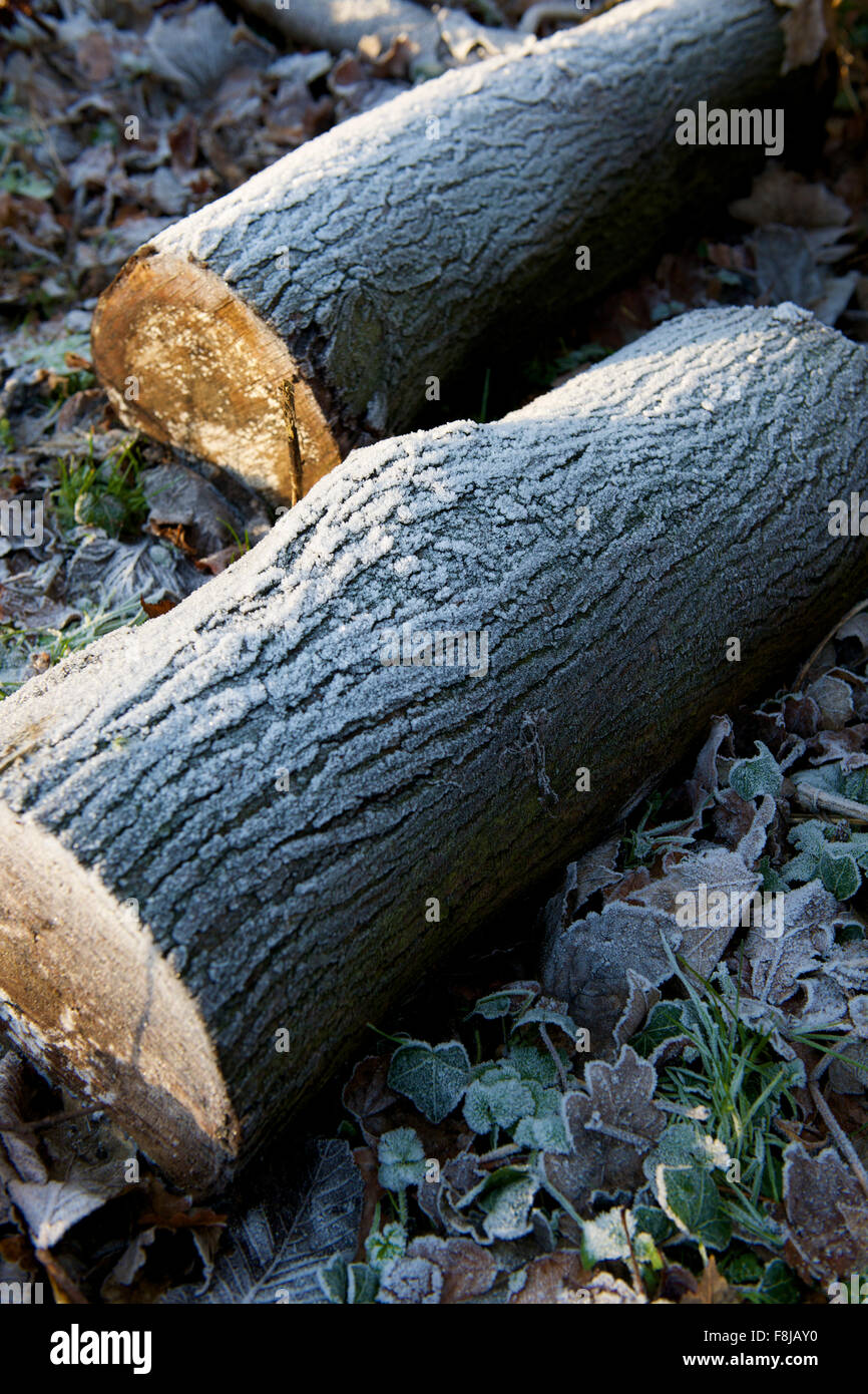 Frosty piles of tree logs in winter Stock Photo - Alamy