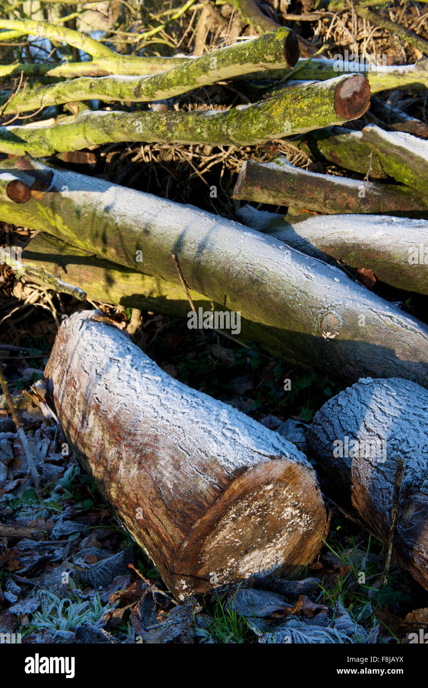 Frosty piles of tree logs in winter Stock Photo - Alamy