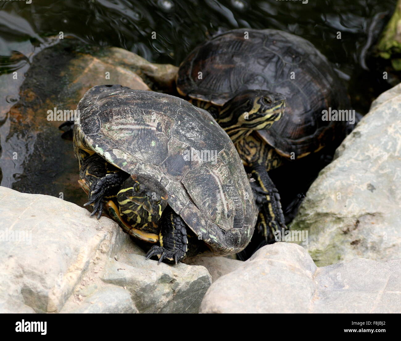 Red-eared slider turtle or Red eared terrapin (Trachemys scripta ...