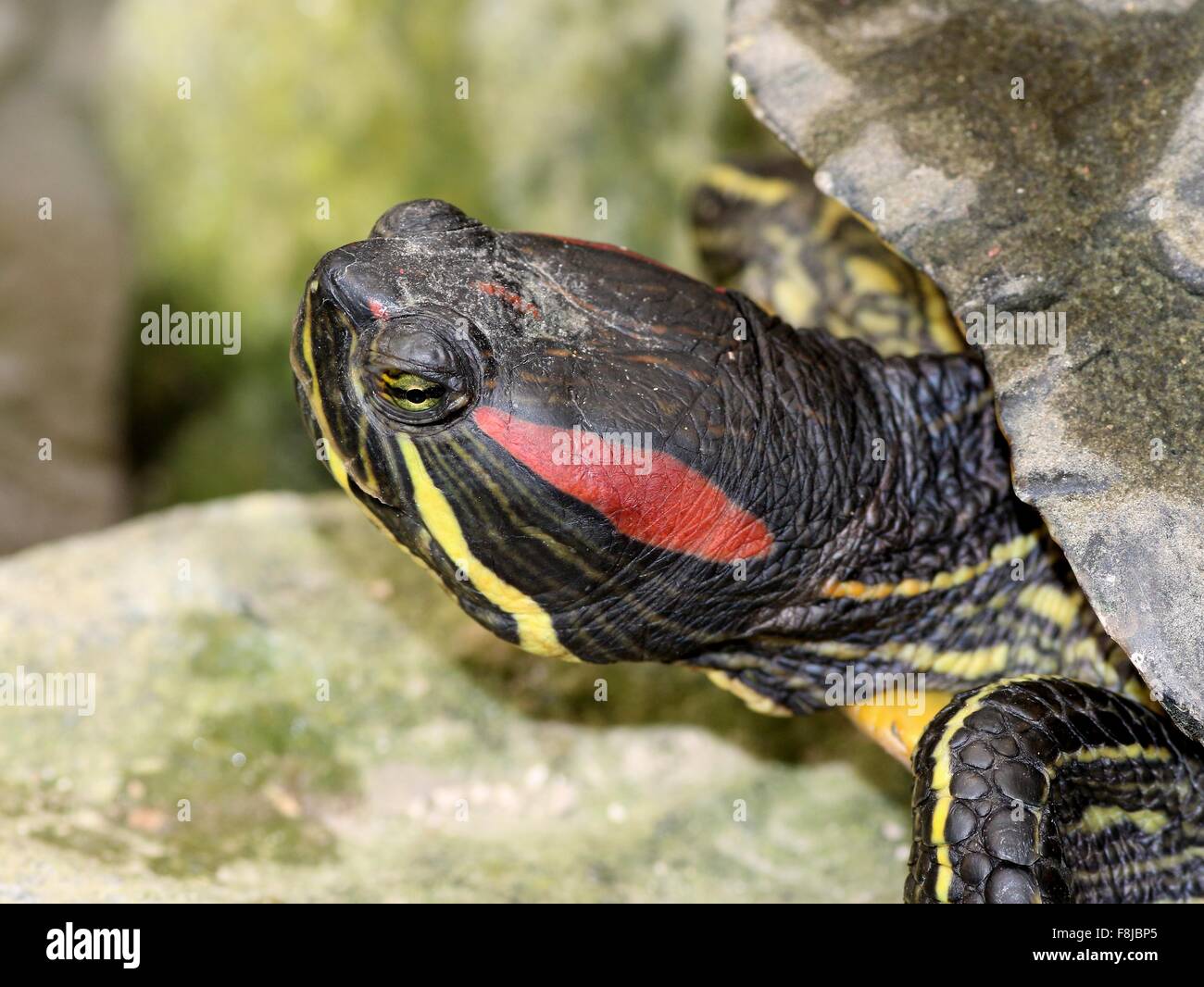 Red-eared slider turtle or Red eared terrapin (Trachemys scripta ...