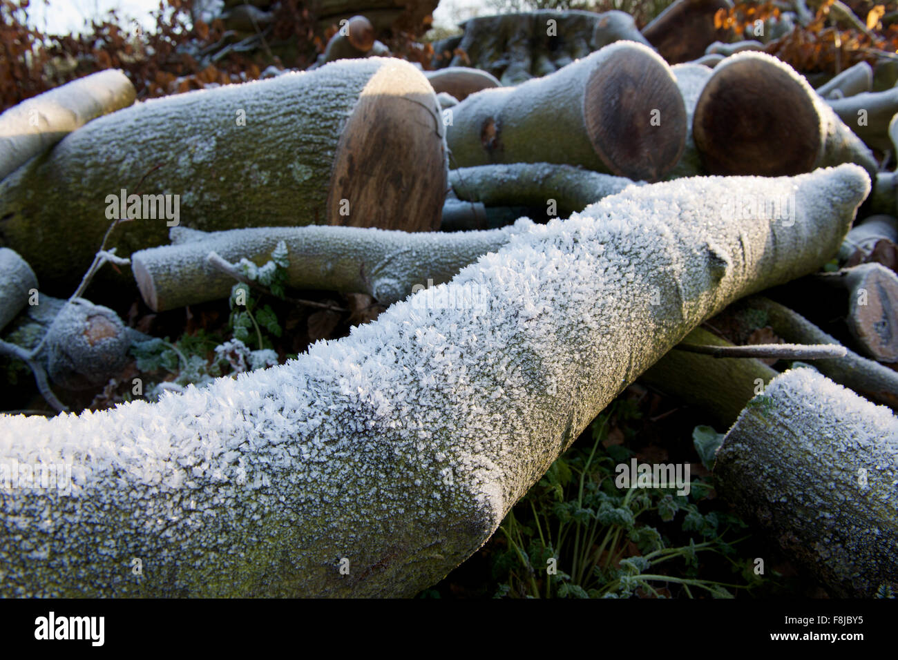 Frosty piles of tree logs in winter Stock Photo - Alamy