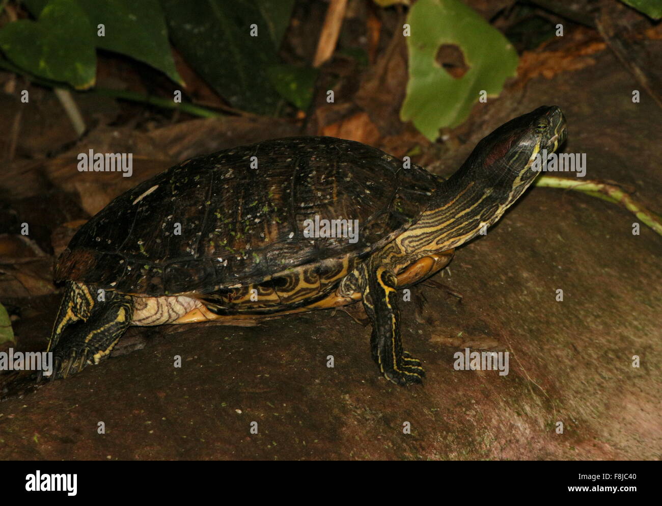 Red-eared slider turtle or Red eared terrapin (Trachemys scripta ...