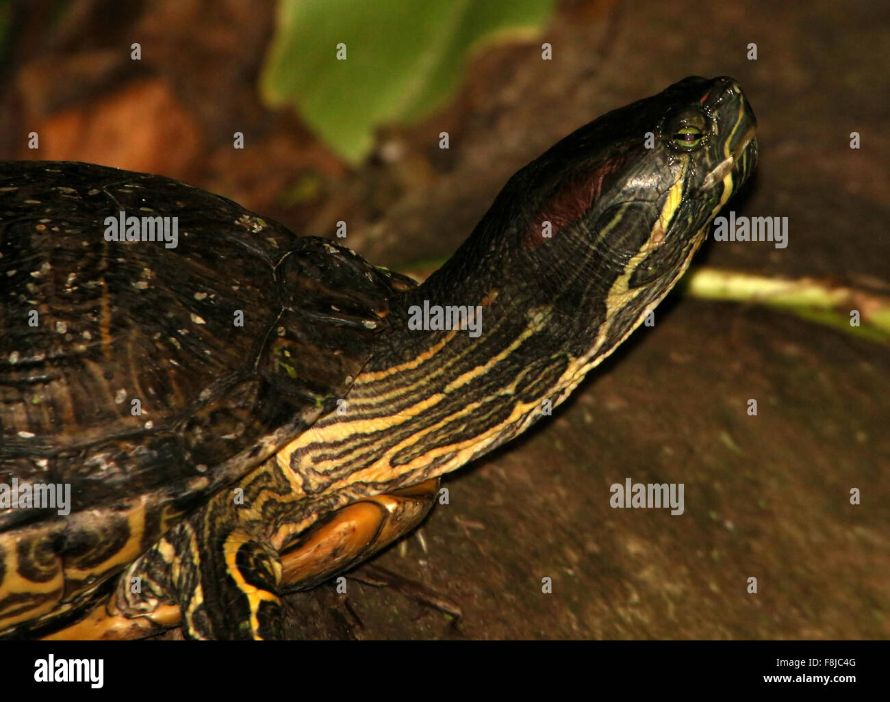 Red eared terrapin usa hi-res stock photography and images - Alamy