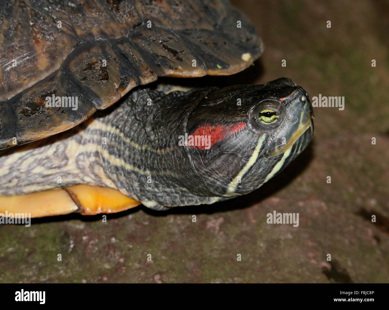 Red-eared slider turtle or Red eared terrapin (Trachemys scripta ...