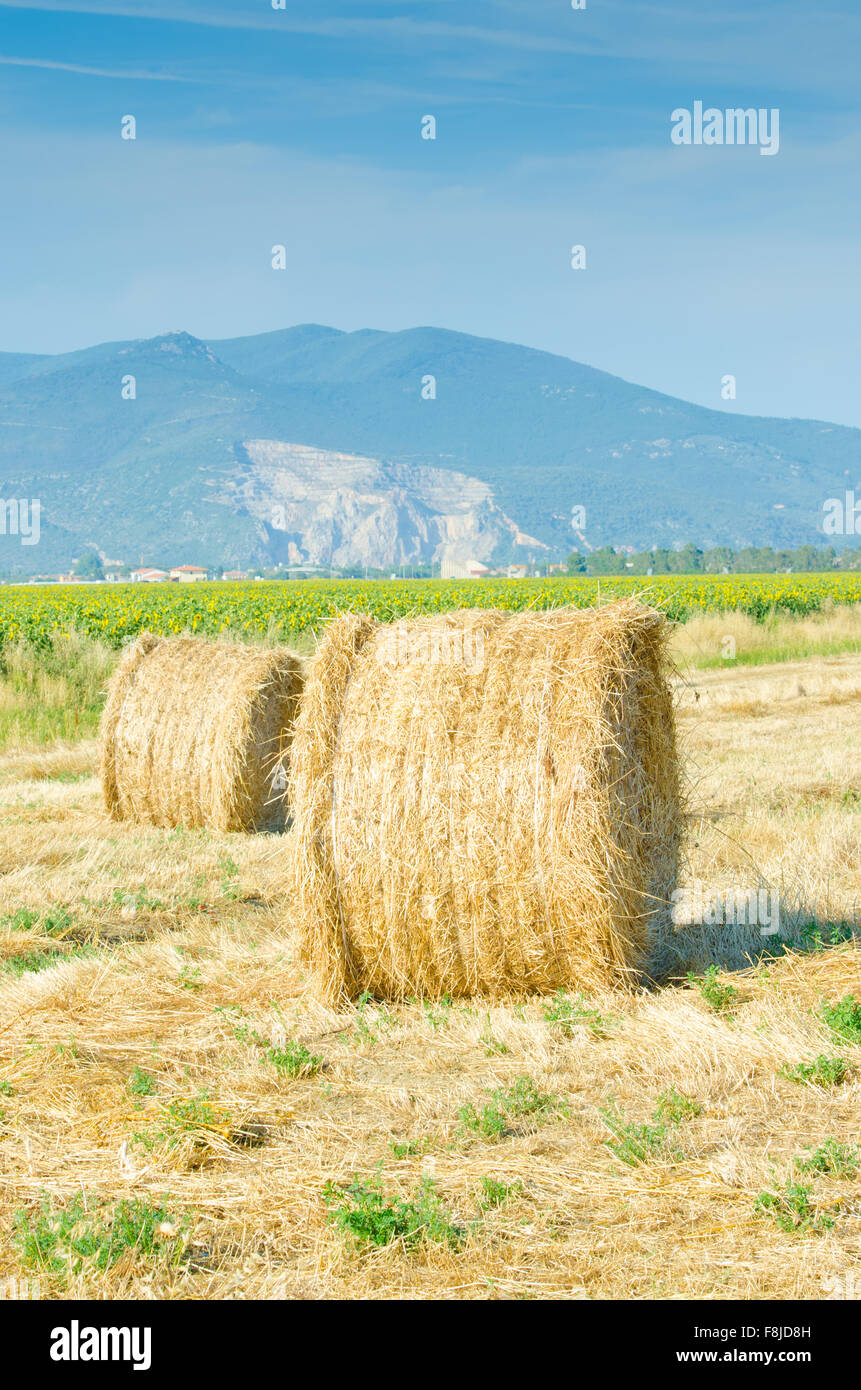 Field with rolls of hay on summer day Stock Photo - Alamy