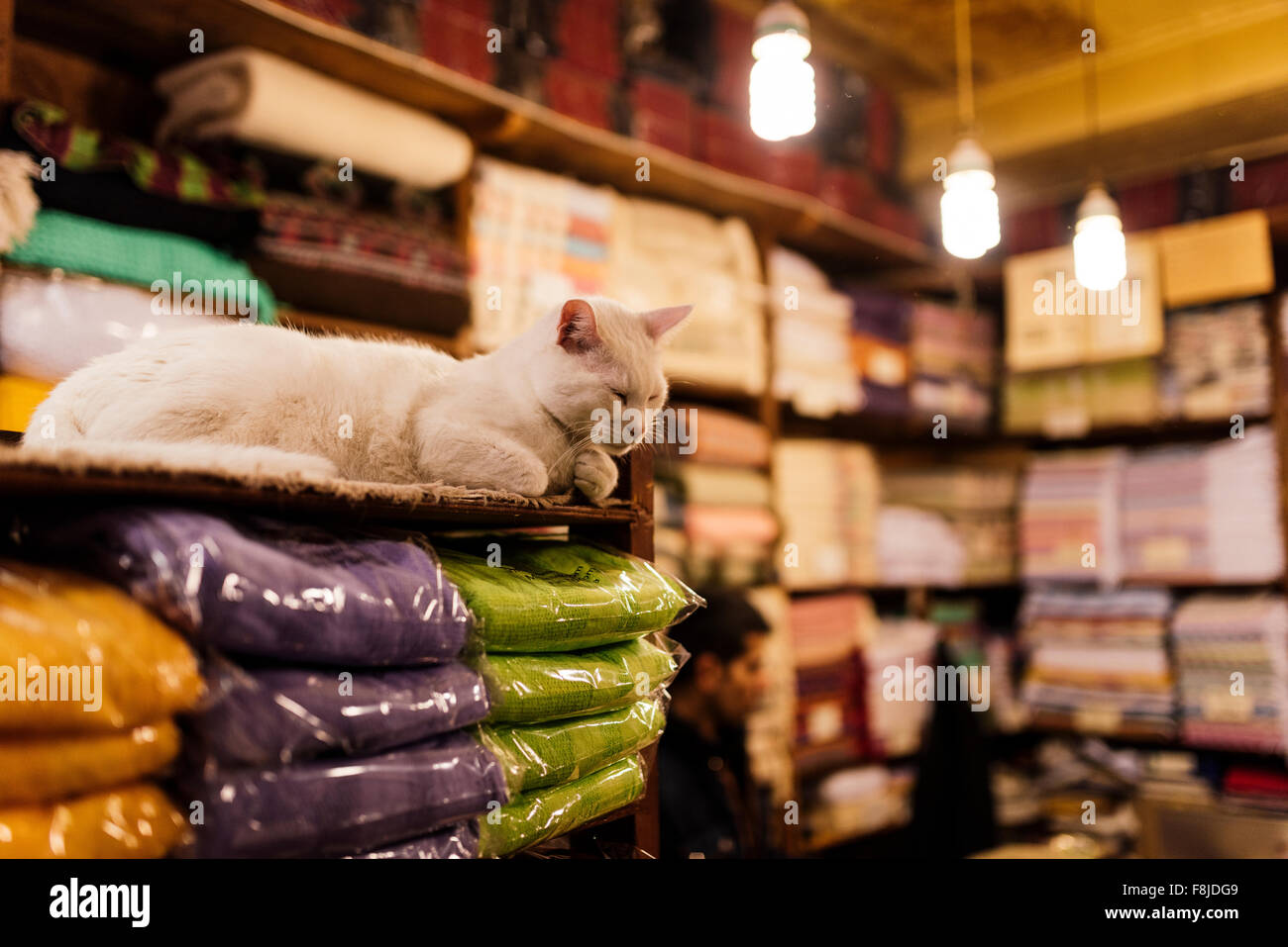 Cat sleeping in textile store, Grand Bazaar, Istanbul, Turkey Stock ...