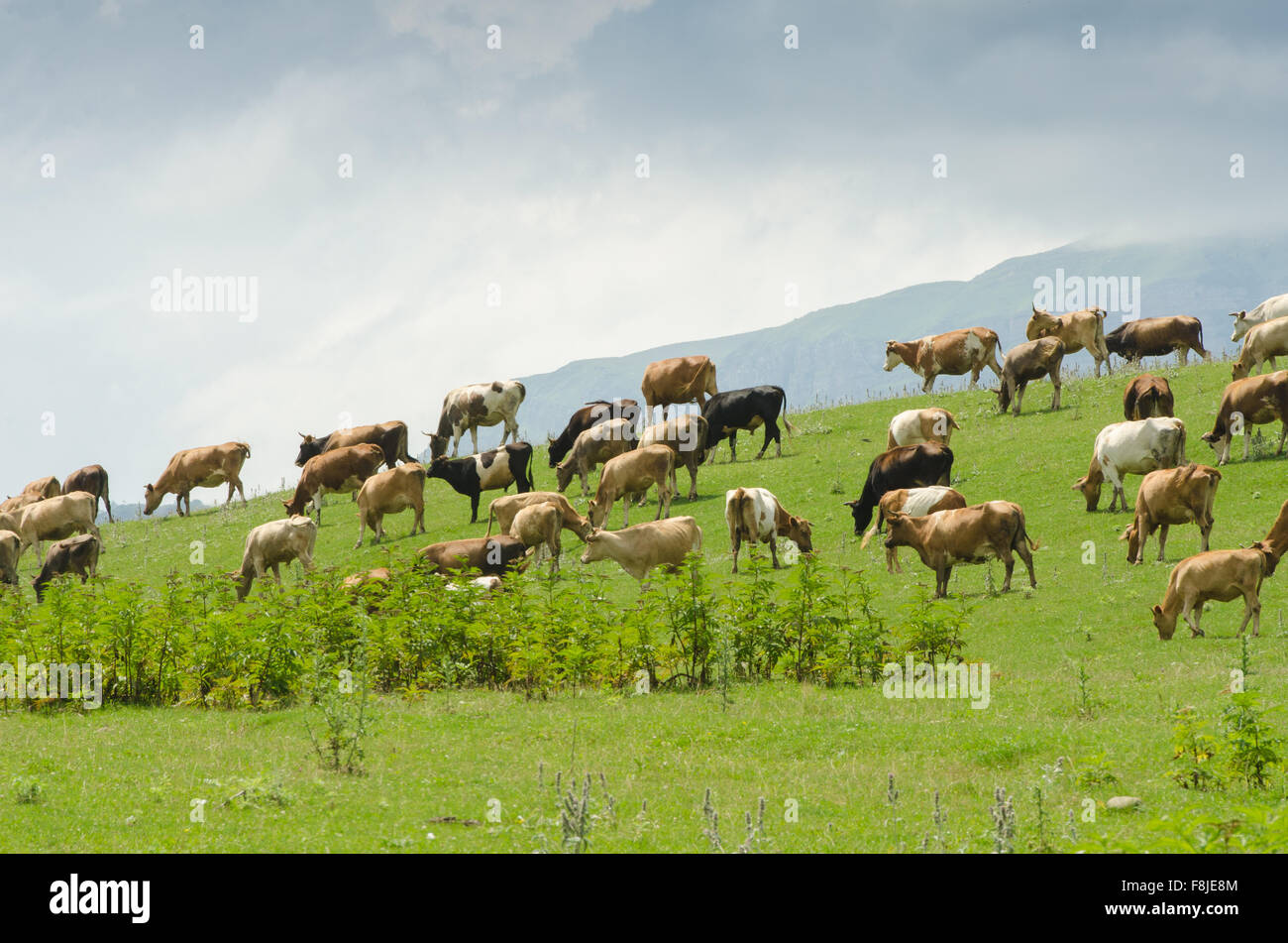 Cows grazing on the green field Stock Photo - Alamy
