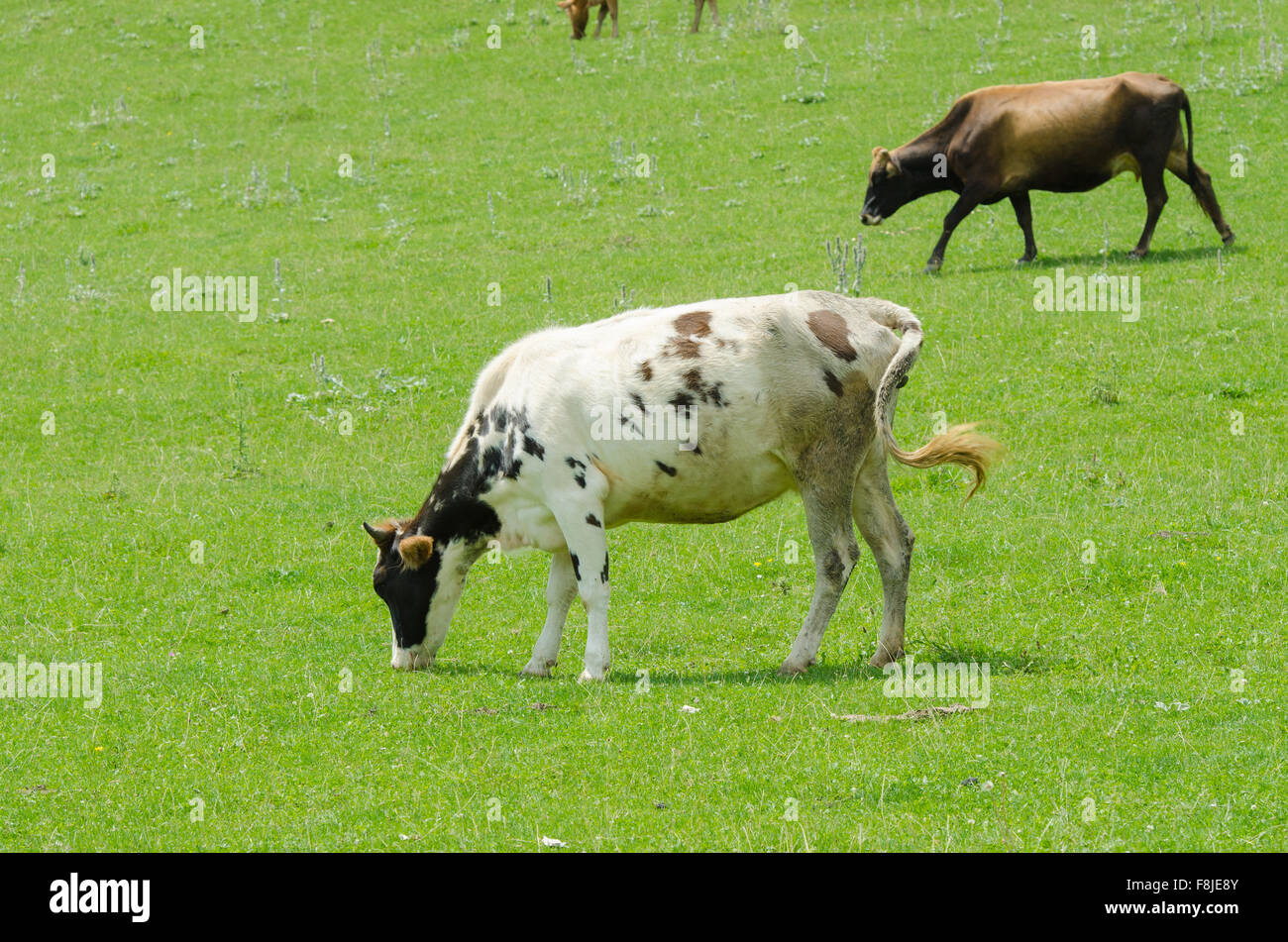 Cows grazing on the green field Stock Photo - Alamy