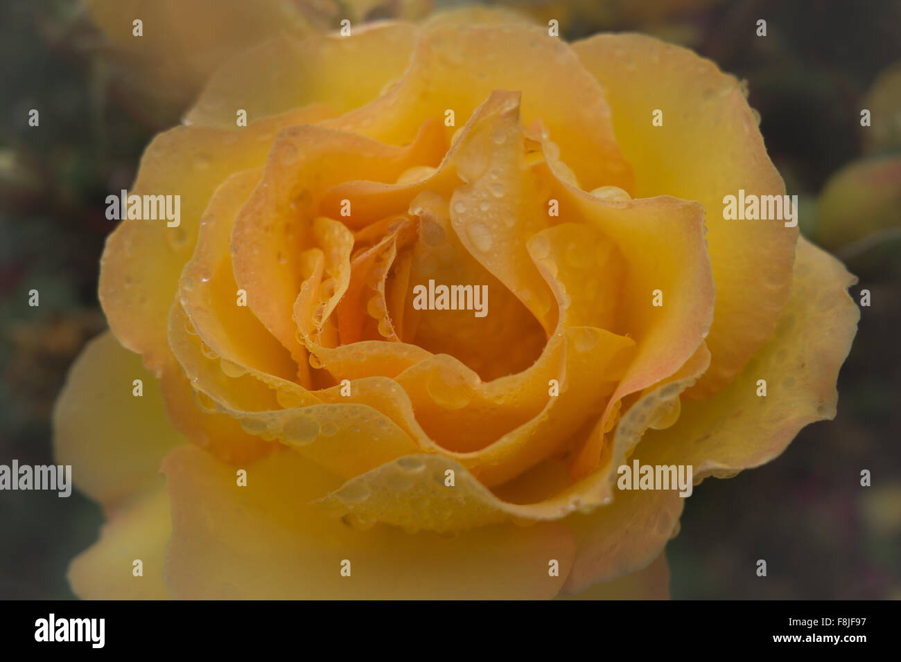 Golden raindrops hi-res stock photography and images - Alamy