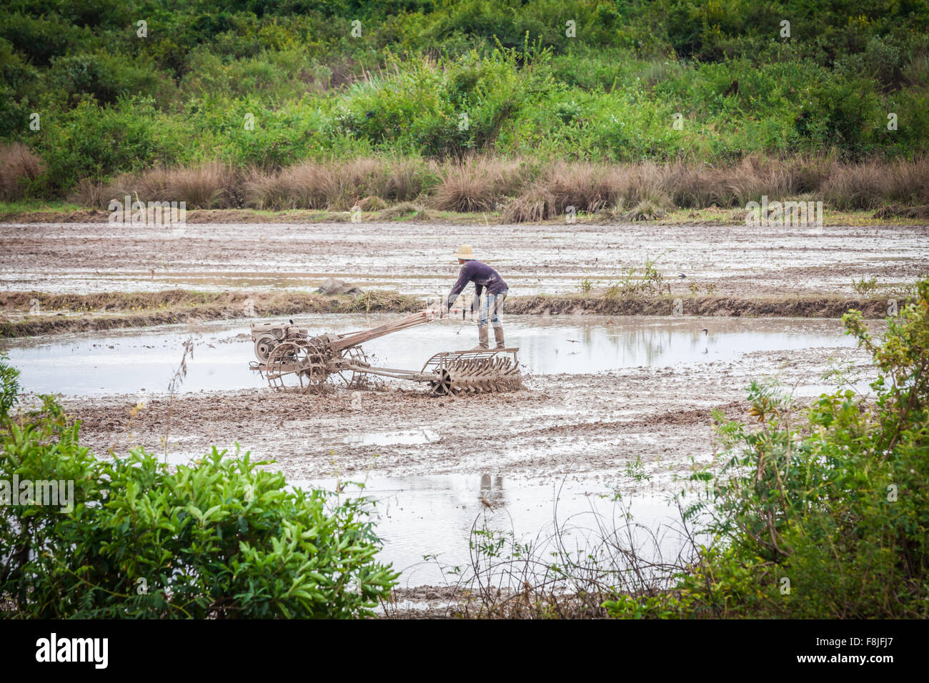 Cambodian farmer in a rice field Stock Photo - Alamy