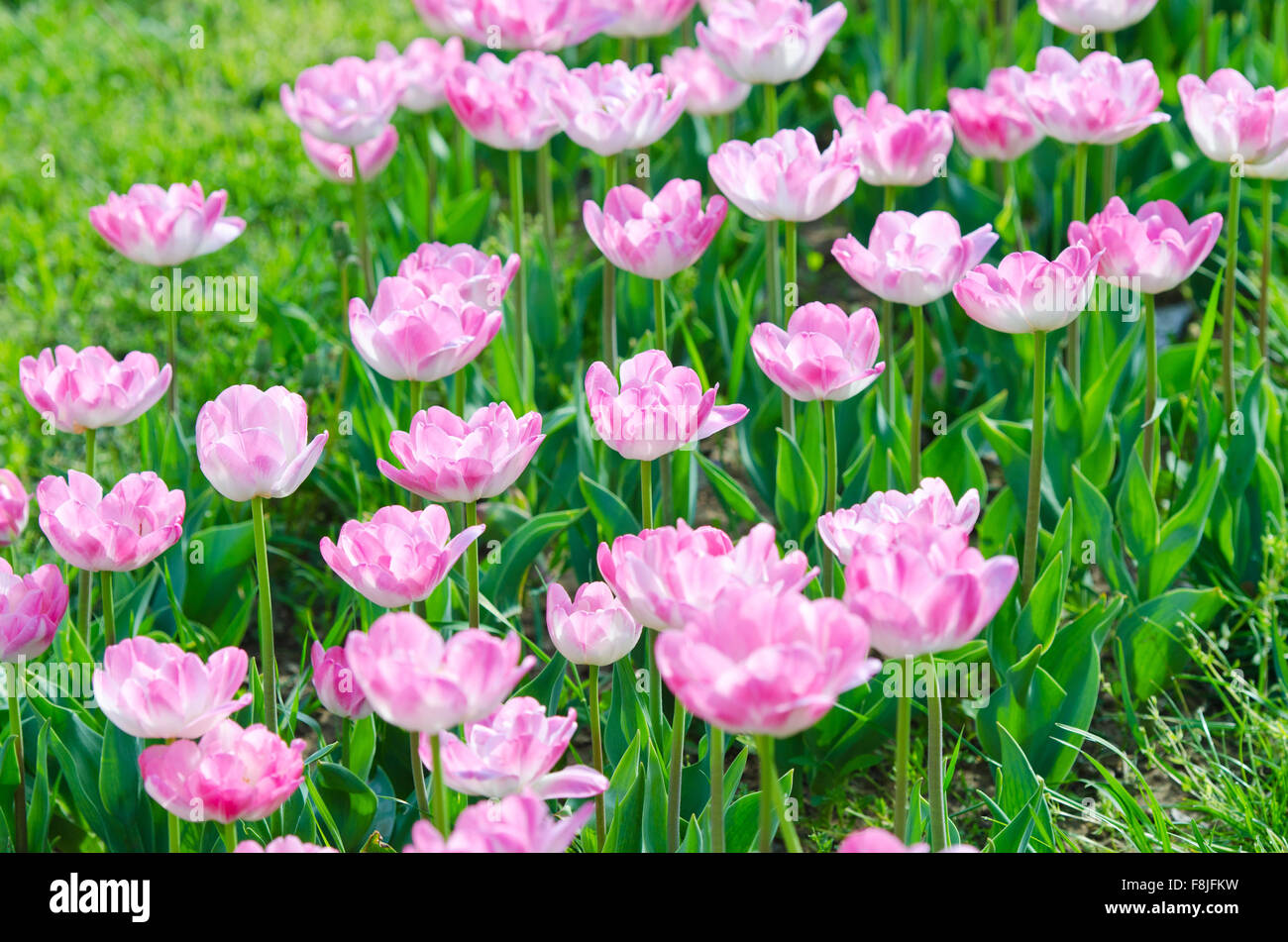 Garden with tulip flowers in summer Stock Photo - Alamy