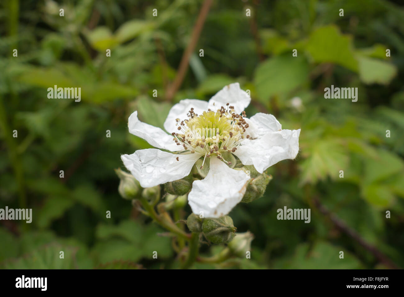 Bramble Flower and Buds. [Rubus fruticosus] with raindrops Stock Photo ...