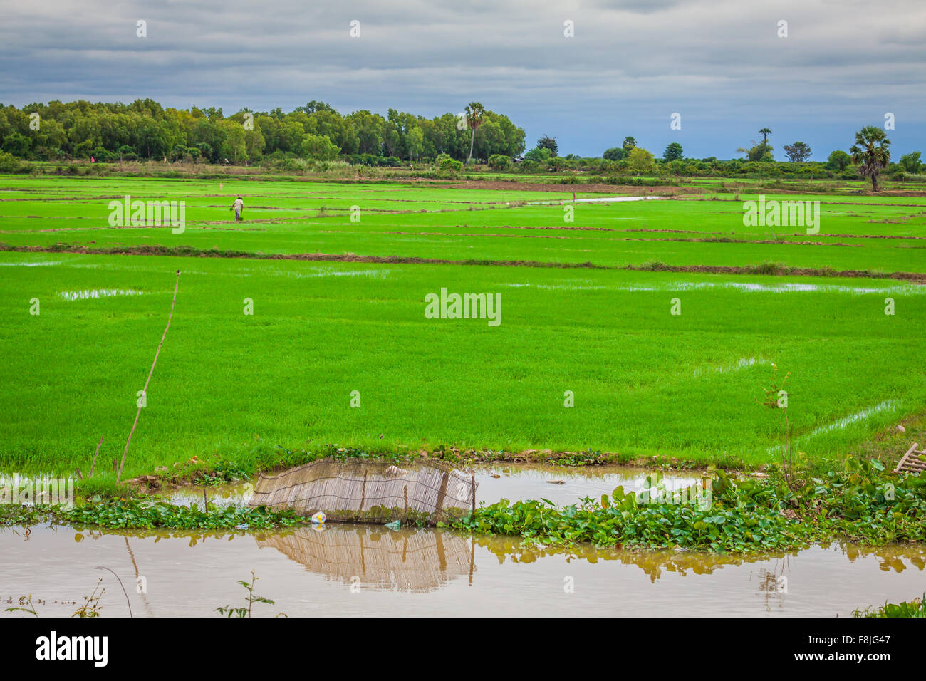 Rice fields china workers hi-res stock photography and images - Alamy