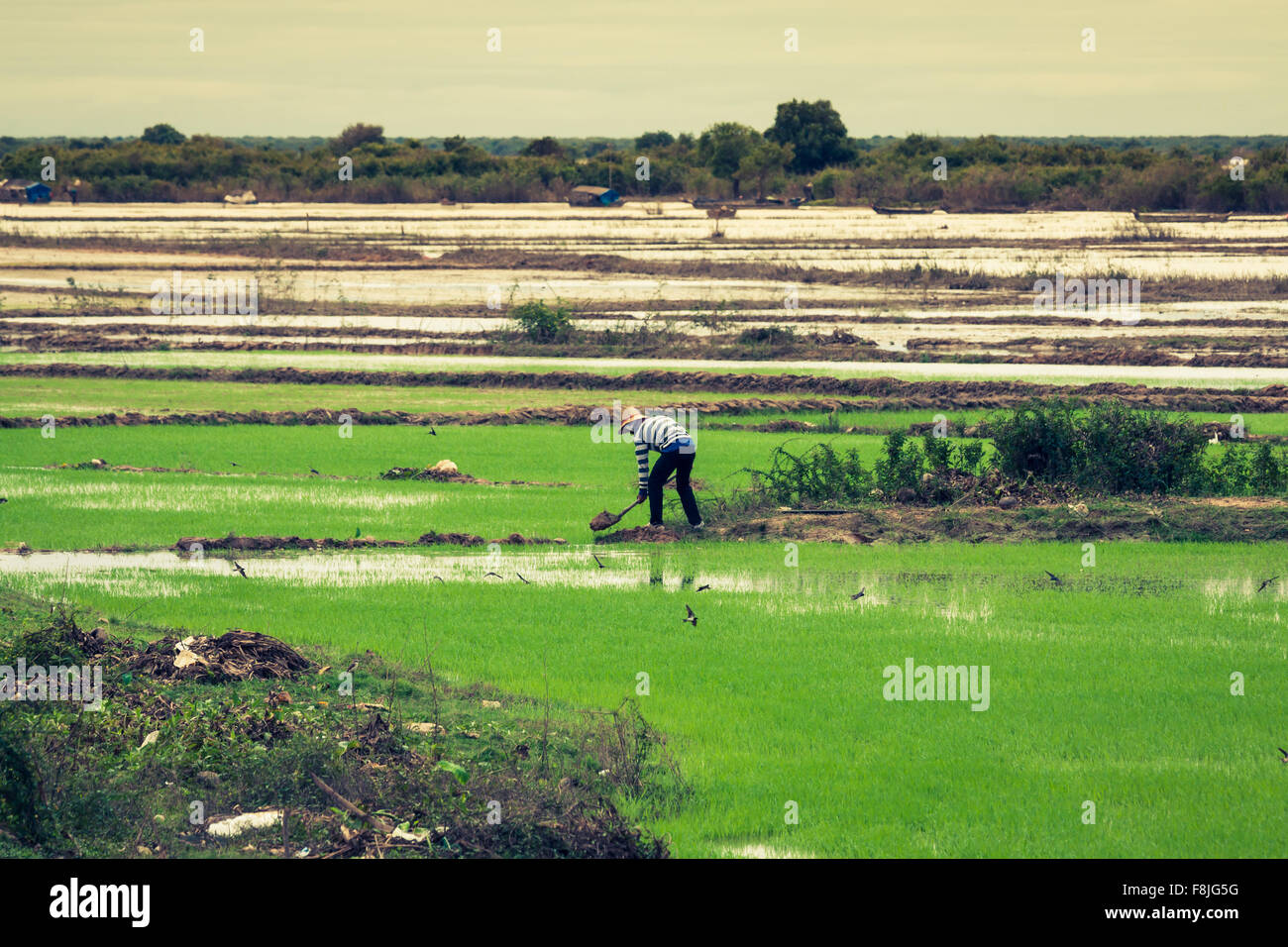 Cambodian rice fields Stock Photo - Alamy