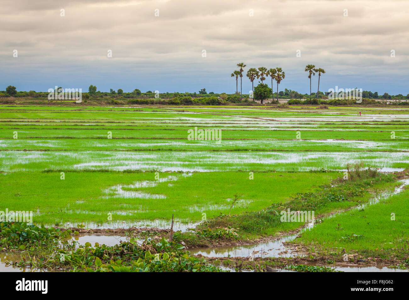 Cambodian rice fields Stock Photo - Alamy