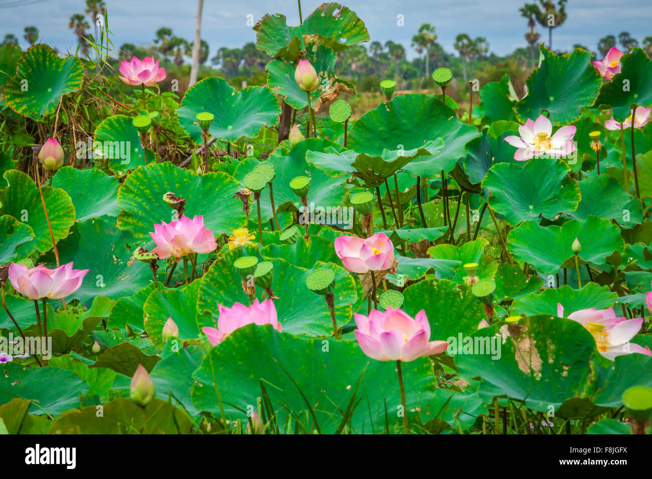 image of a lotus flower on the water Stock Photo - Alamy