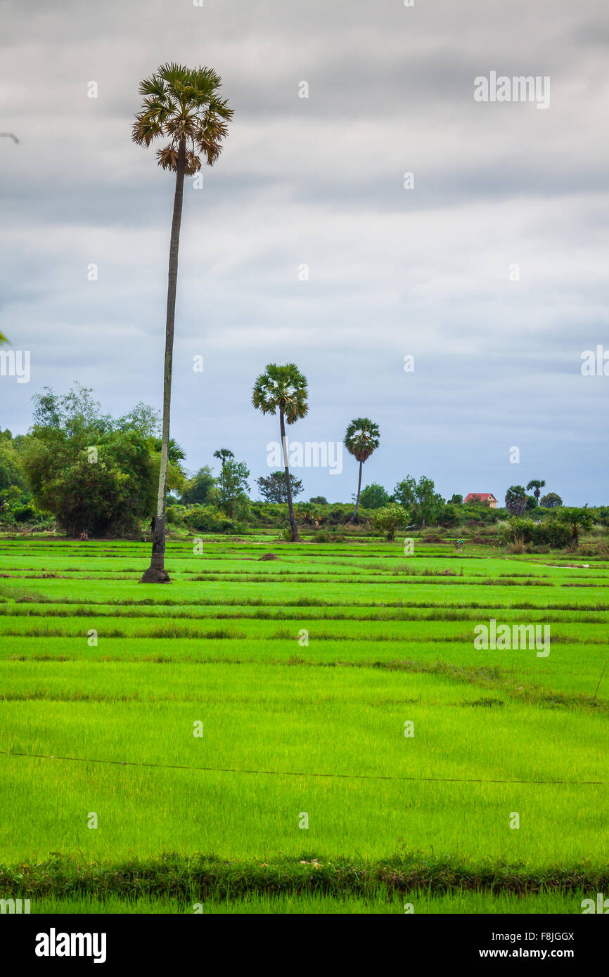 Cambodian rice fields Stock Photo - Alamy