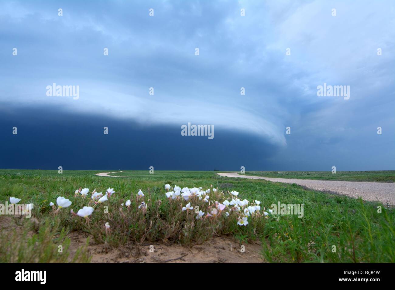 Arcus cloud from storm over rural road and wildflowers, Dalhart, Texas ...