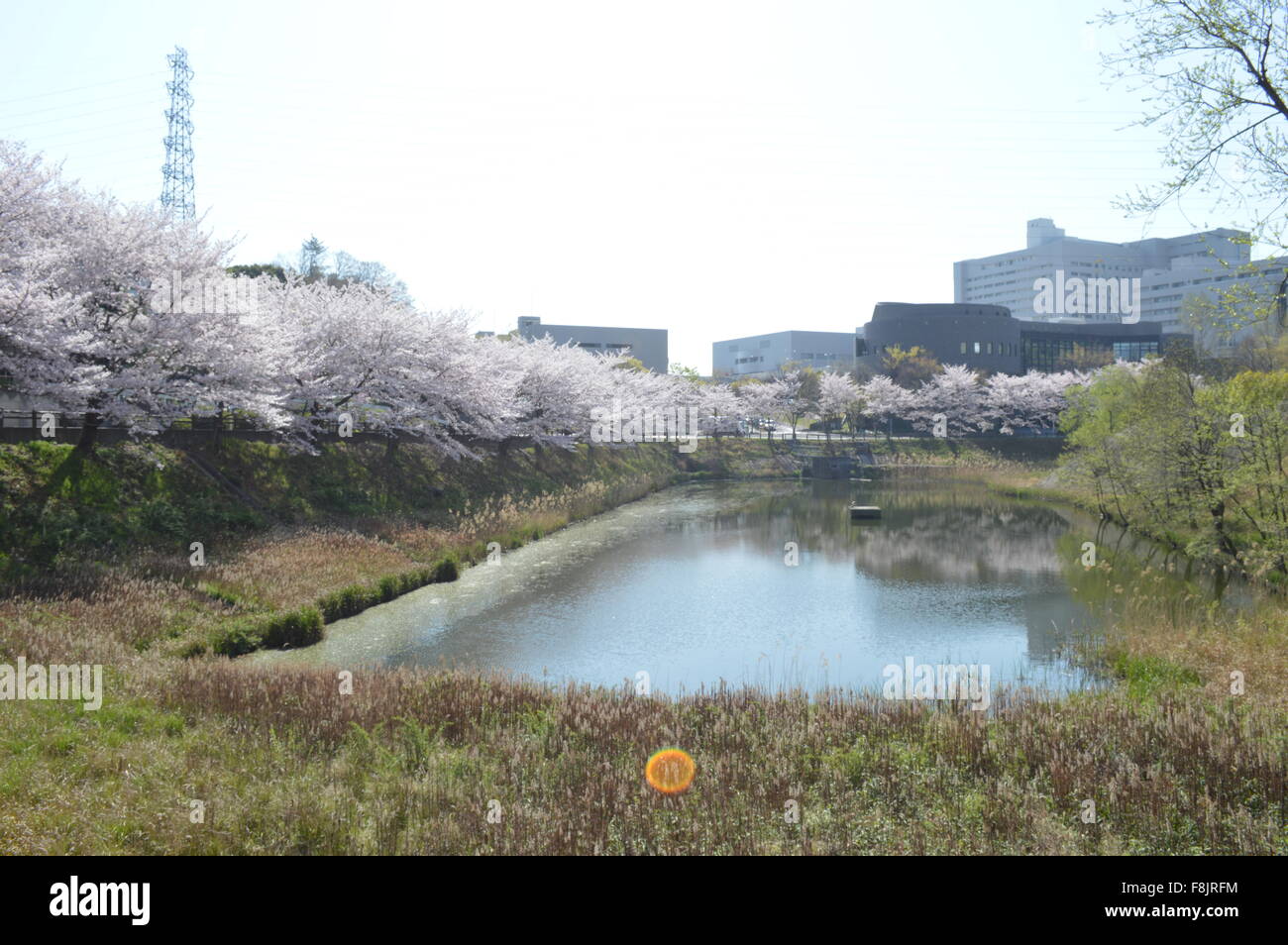 Cherry blossom flower tree near a pond with beautiful greenery around ...