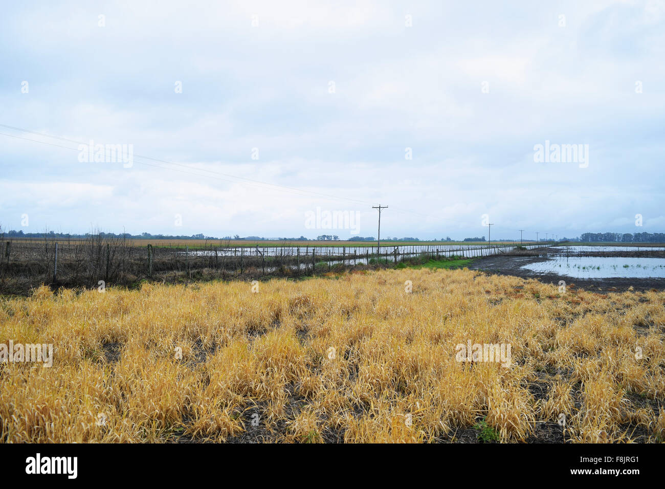 Flooded and abandoned farmland in a cloudy day Stock Photo - Alamy