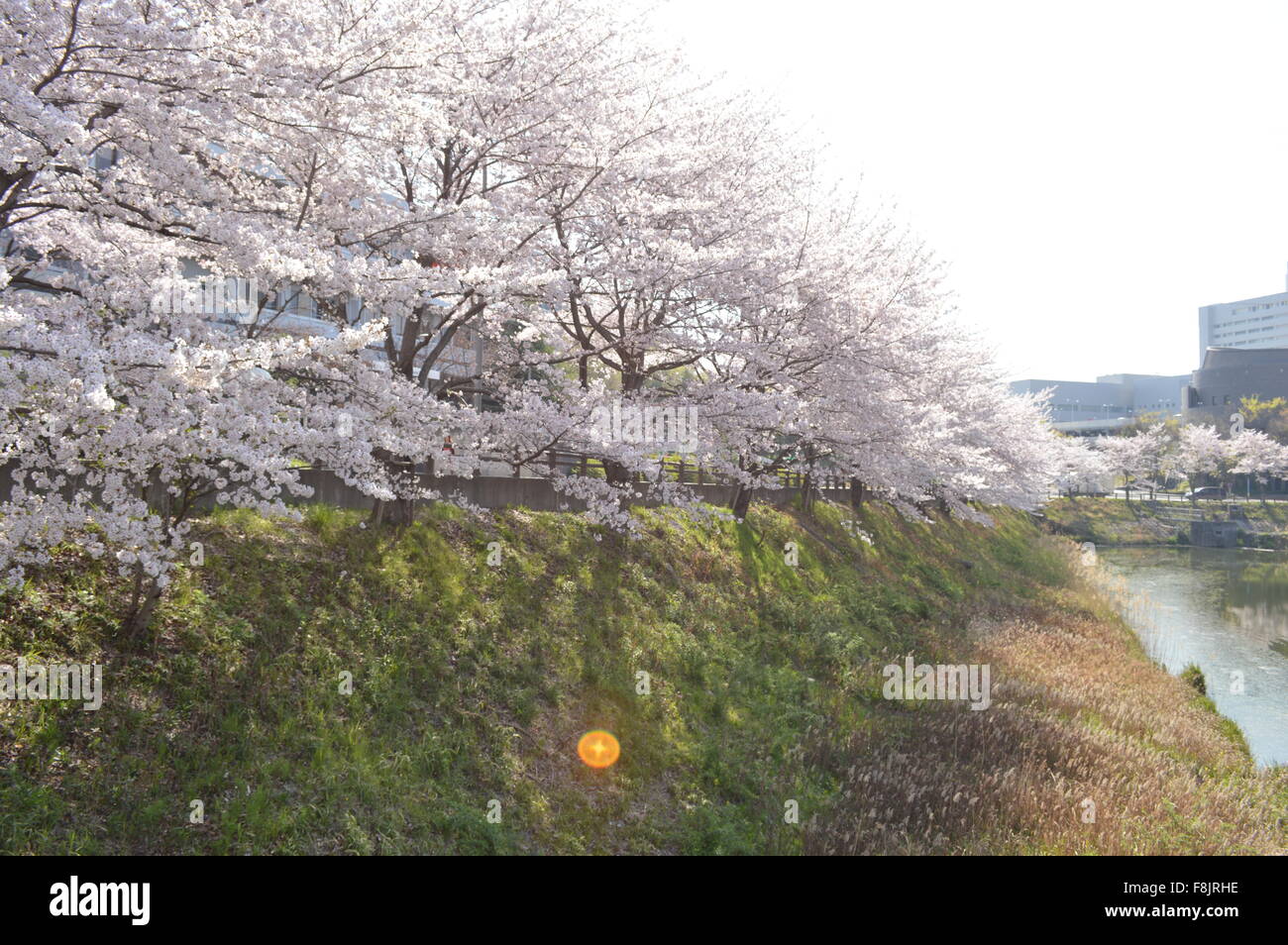 Cherry blossom flower tree near a pond with beautiful greenery around ...