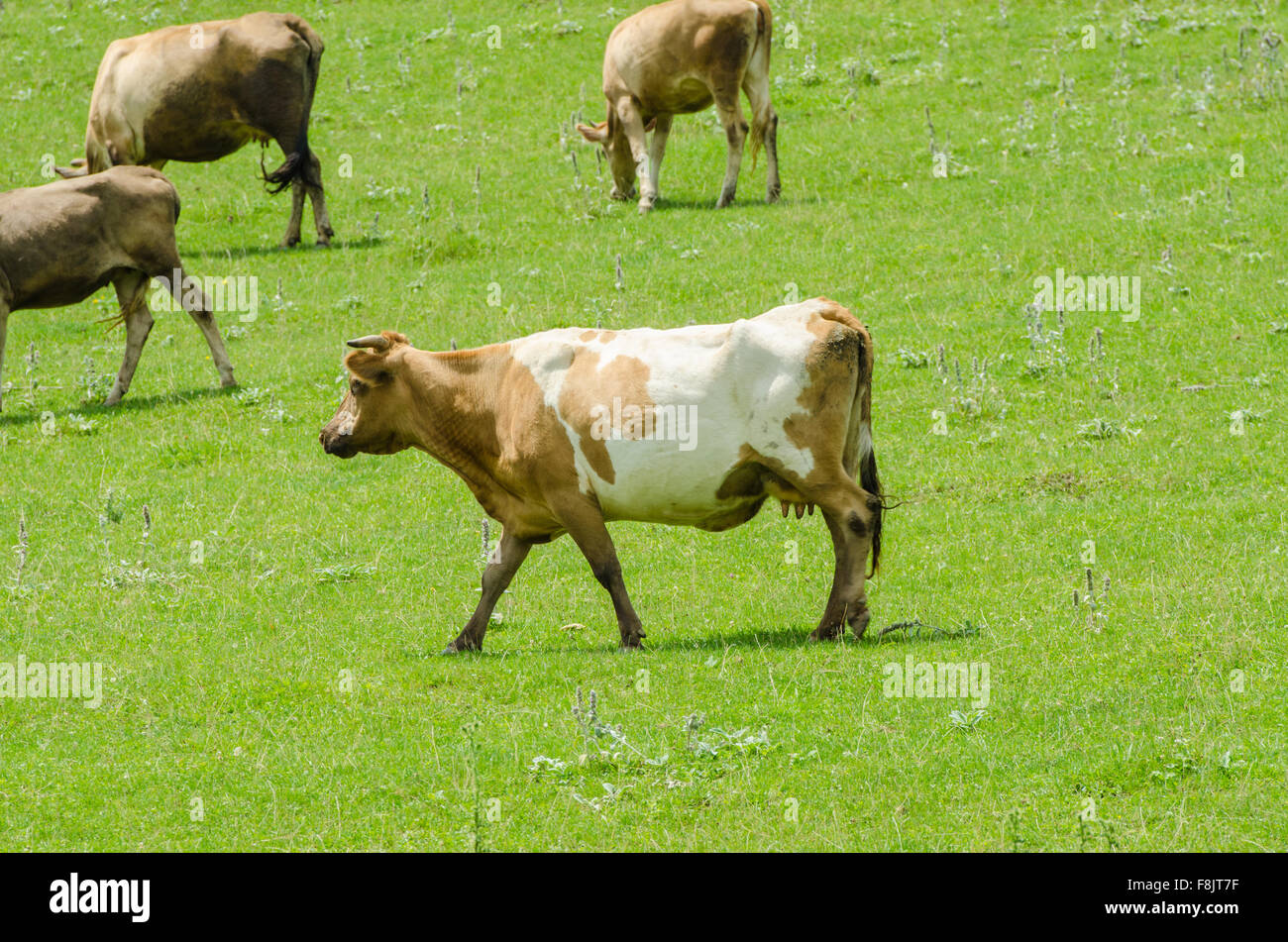 Cows grazing on the green field Stock Photo - Alamy