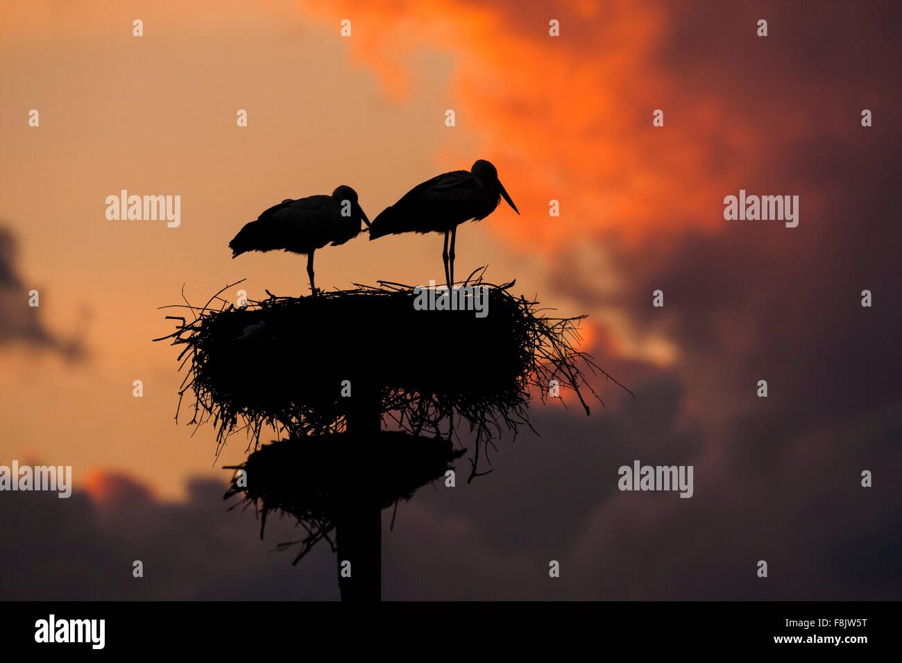 Artificial stork nest hi-res stock photography and images - Alamy