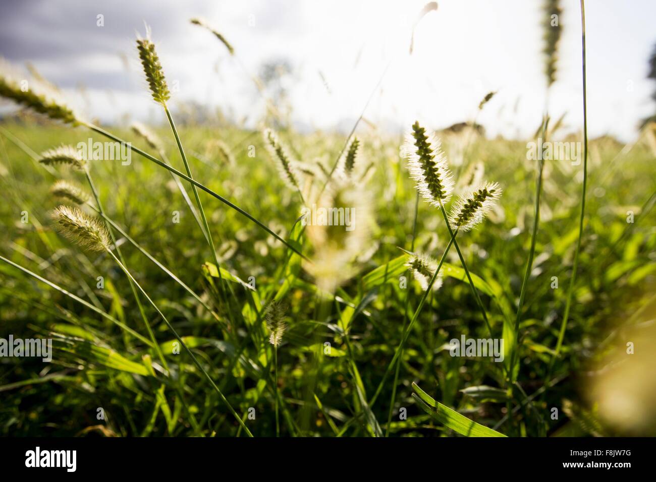 Close up of sunlit long grasses in field Stock Photo - Alamy