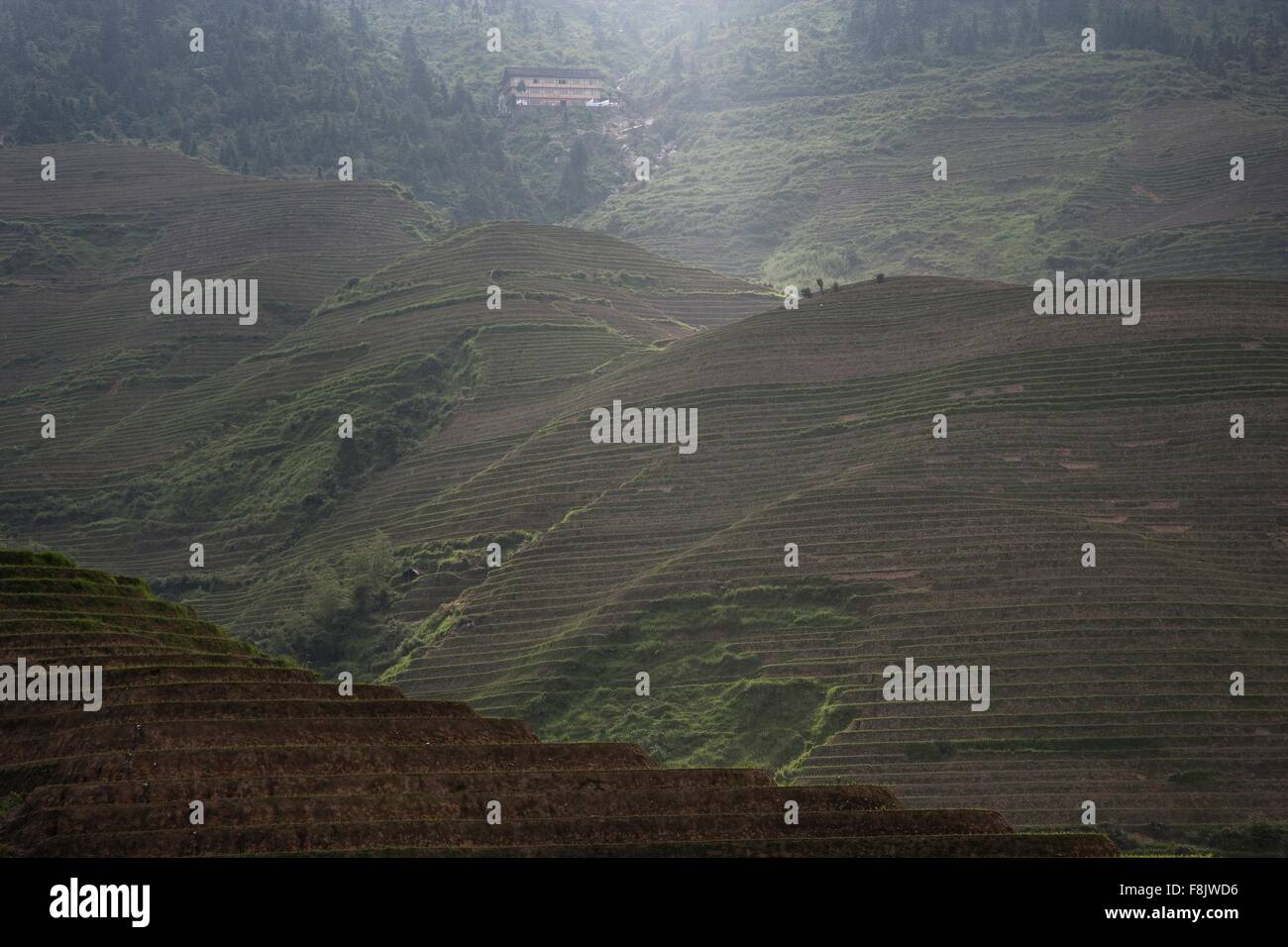 Elevated view of Longsheng terraced ricefields, Guangxi Zhuang, China ...