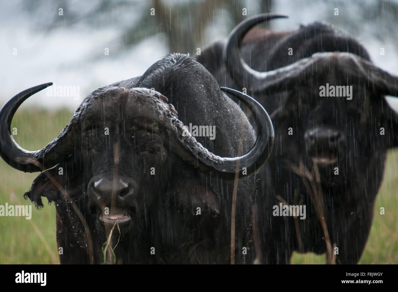 Two cape buffalo standing in rain, Lake Nakuru, Kenya Stock Photo - Alamy