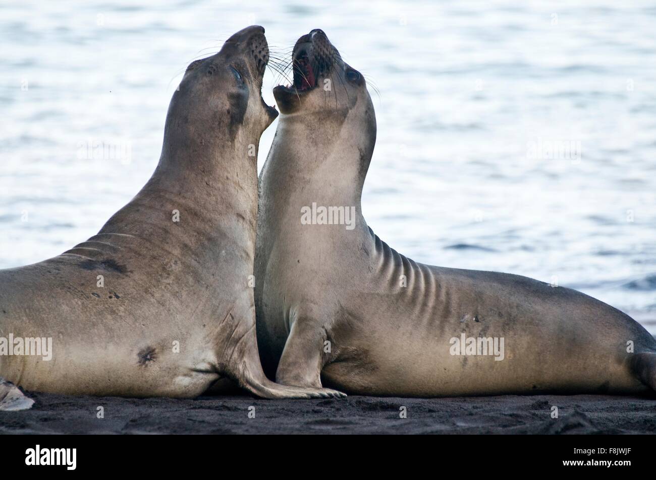 Two northern elephant seals fighting face to face on beach at Guadalupe ...