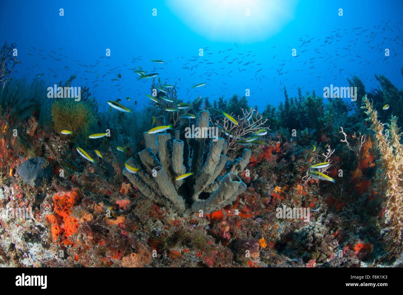 Underwater view of fish swimming at northern reef of the Yucatan ...