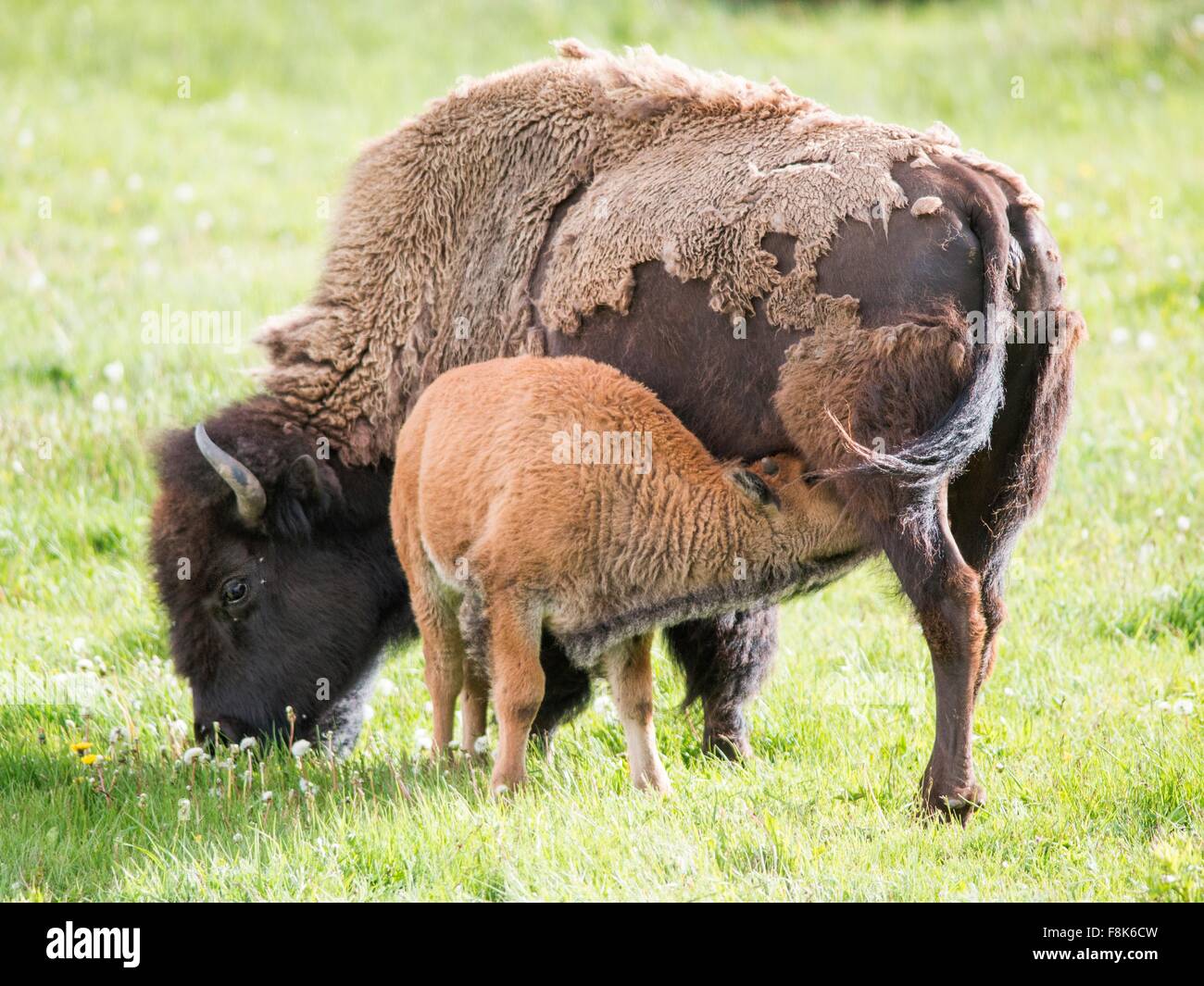 American bison, calf feeding in Lamar Valley, Yellowstone National Park ...