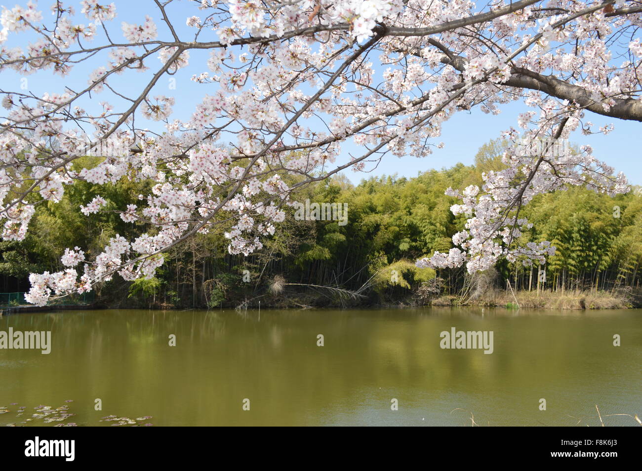 Cherry blossom flower tree near a pond with beautiful greenery around ...