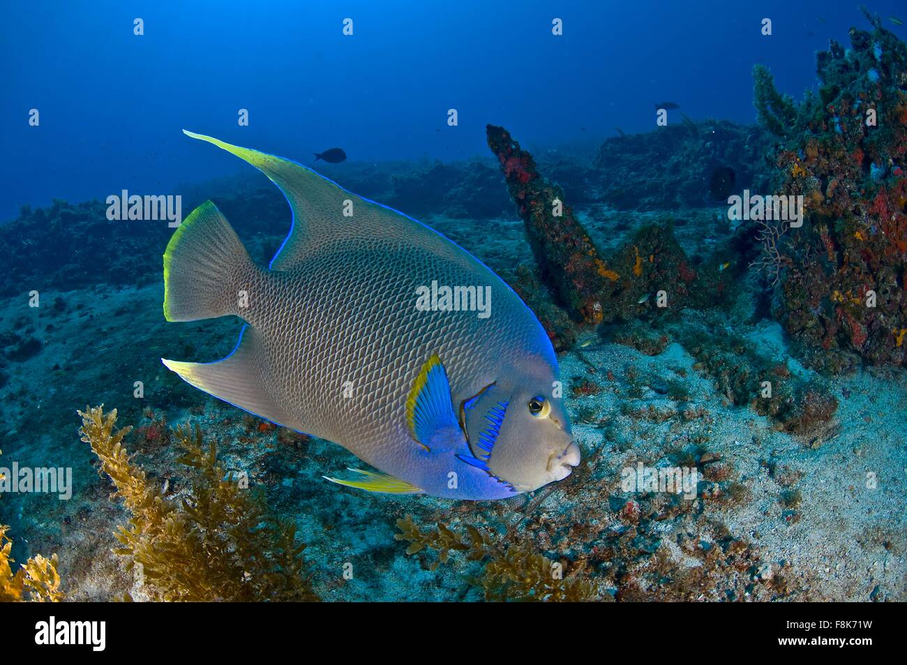 Underwater side view of queen angelfish, Cabo Catoche, Quintana Roo ...