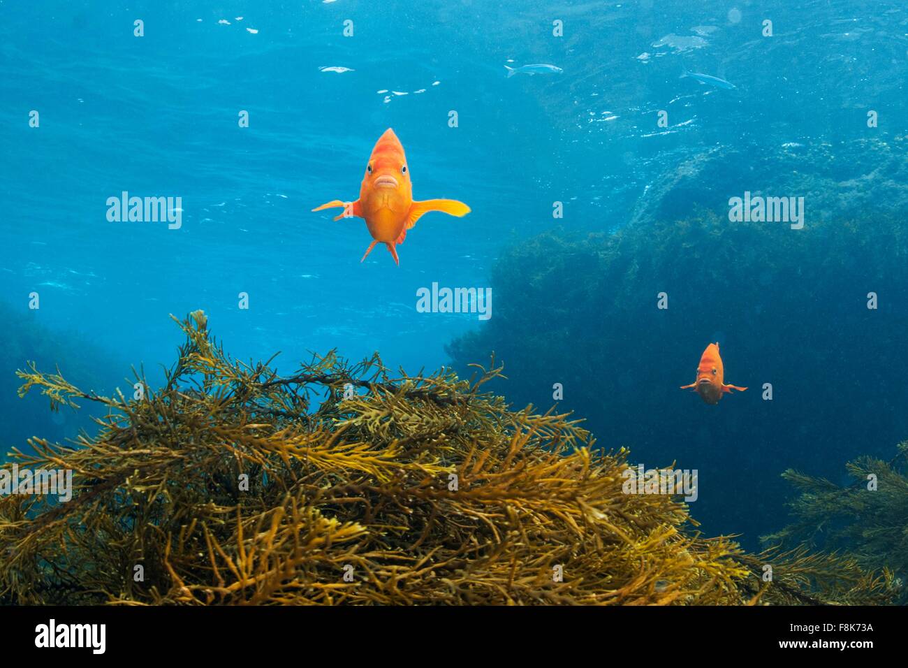 Front view of garibaldi fish over kelp reef, Guadalupe Island, Baja ...